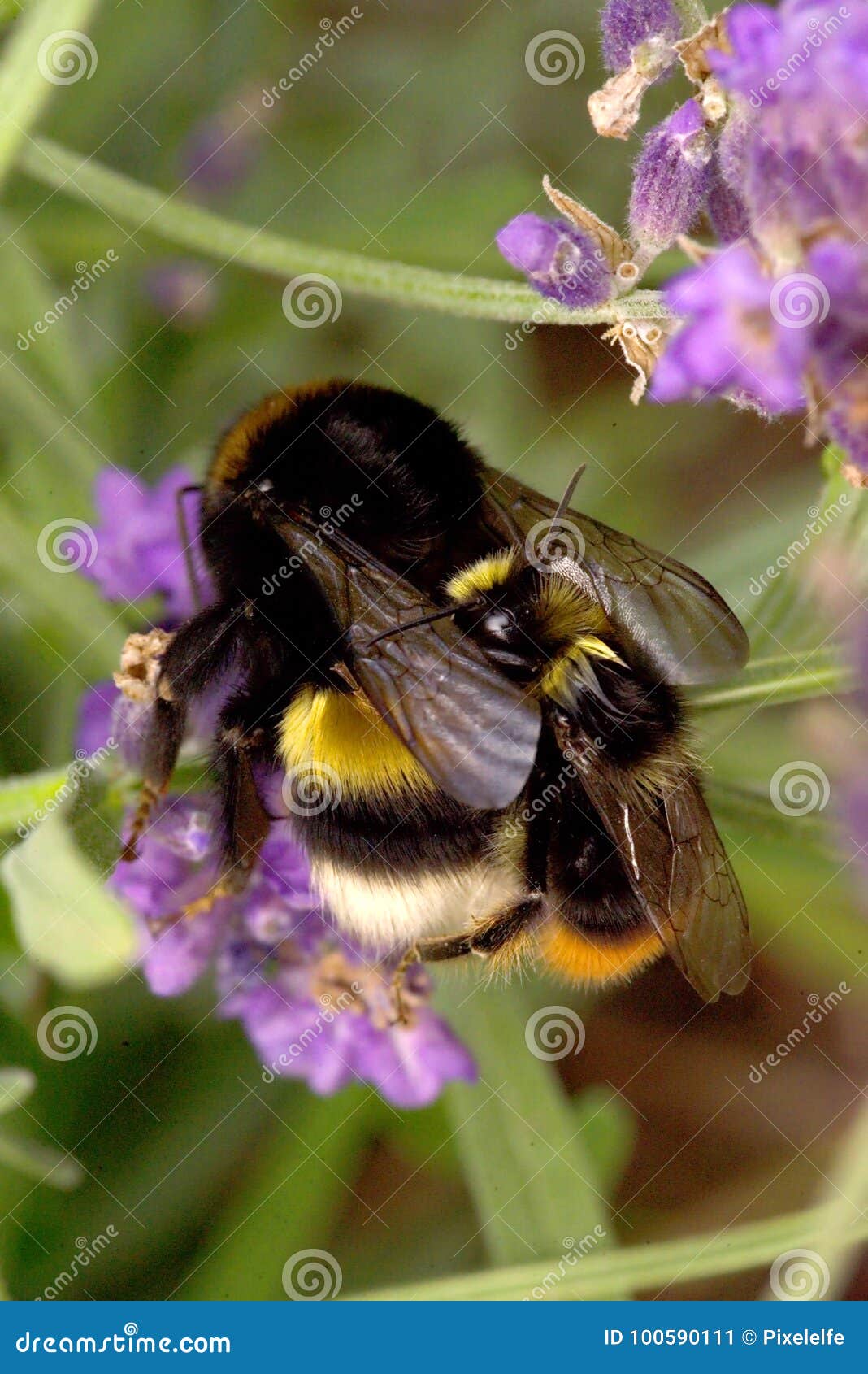 Lavender And And Mating Butterflies Stock Photography | CartoonDealer ...