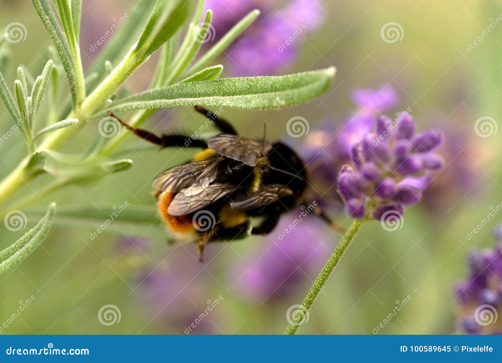 Lavender And And Mating Butterflies Stock Photography | CartoonDealer ...