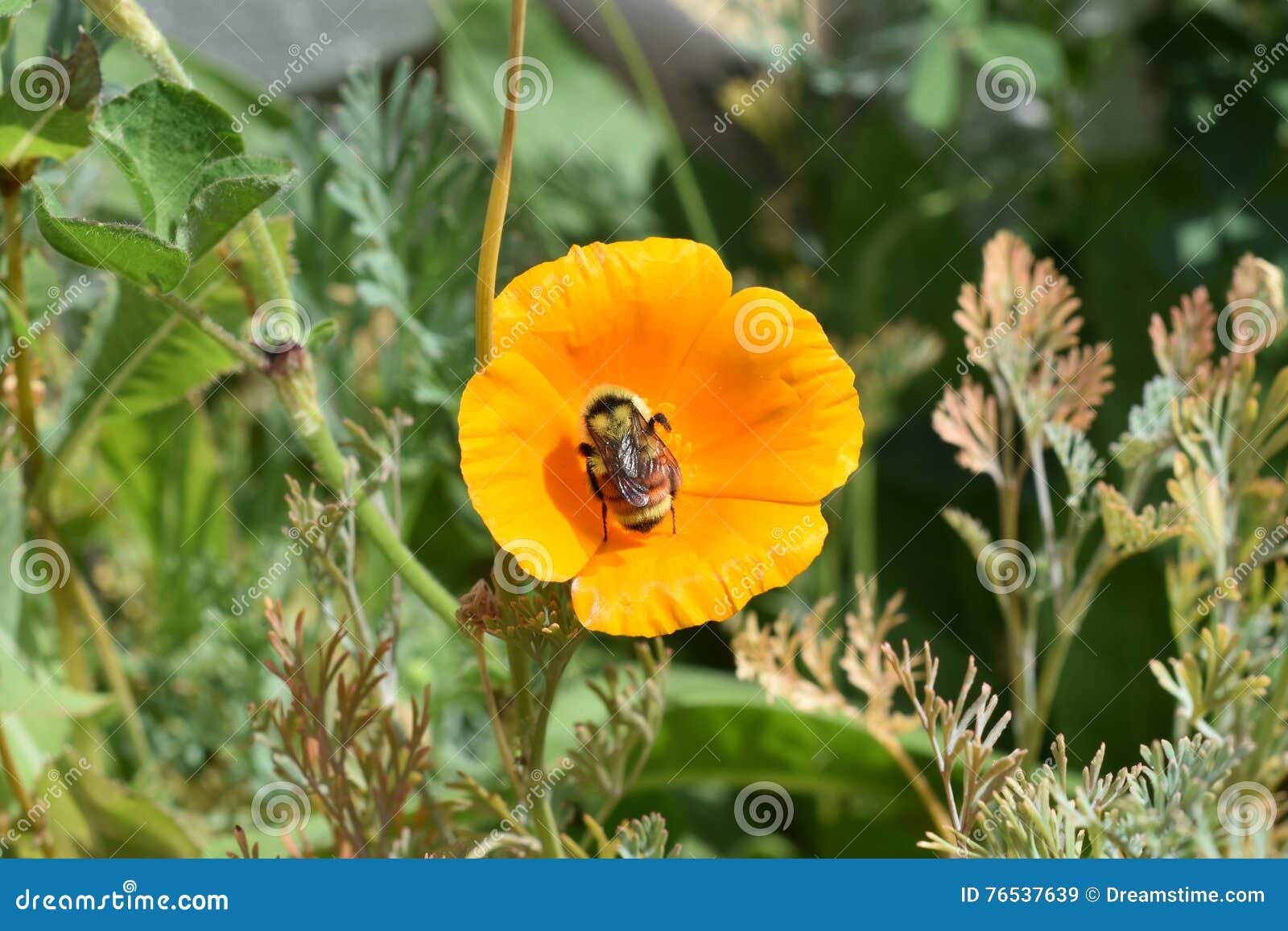Bumble Flower Beetle Royalty-Free Stock Photo | CartoonDealer.com ...