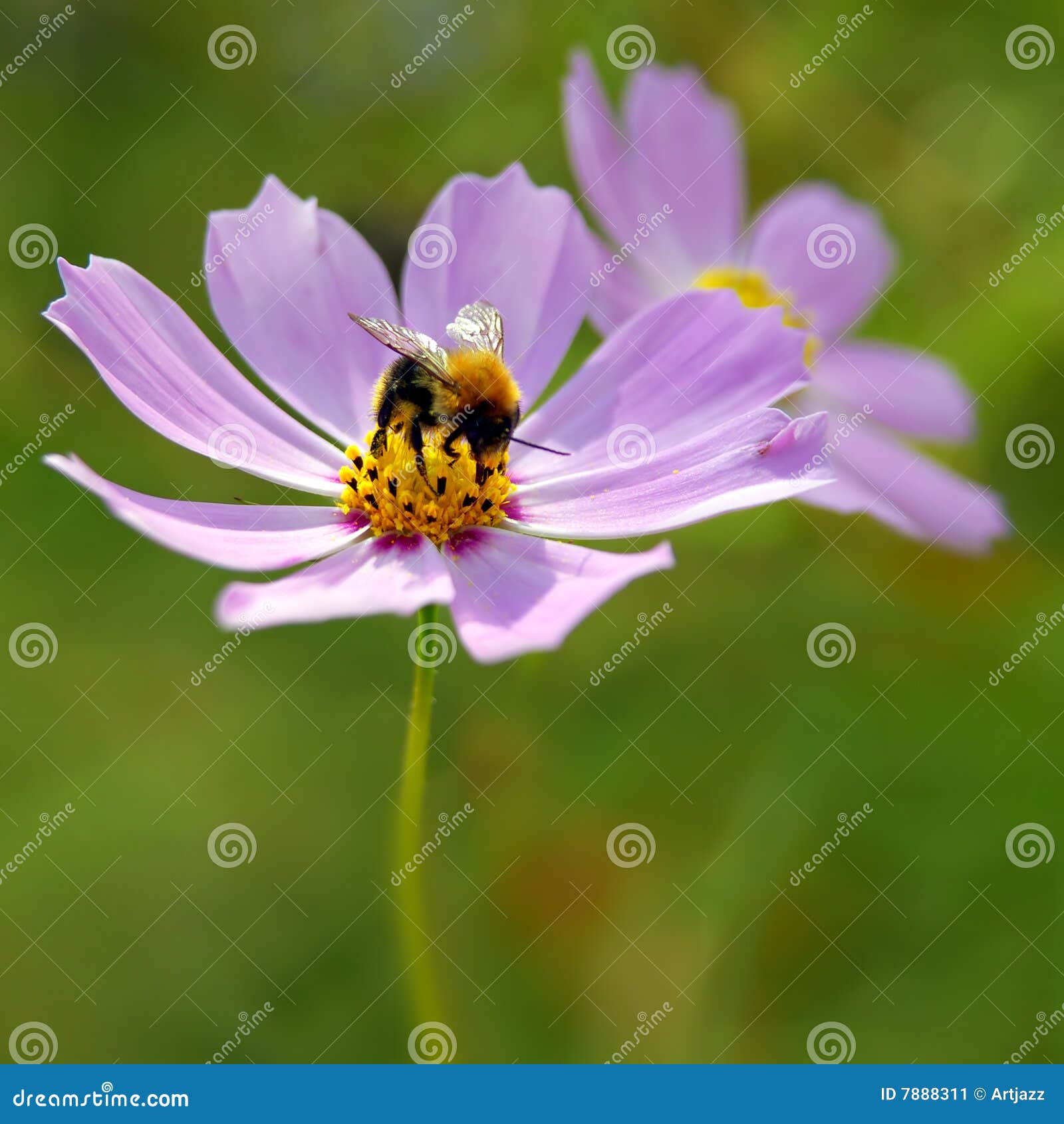 Bumble on flowers stock image. Image of freshness, meadow - 7888311