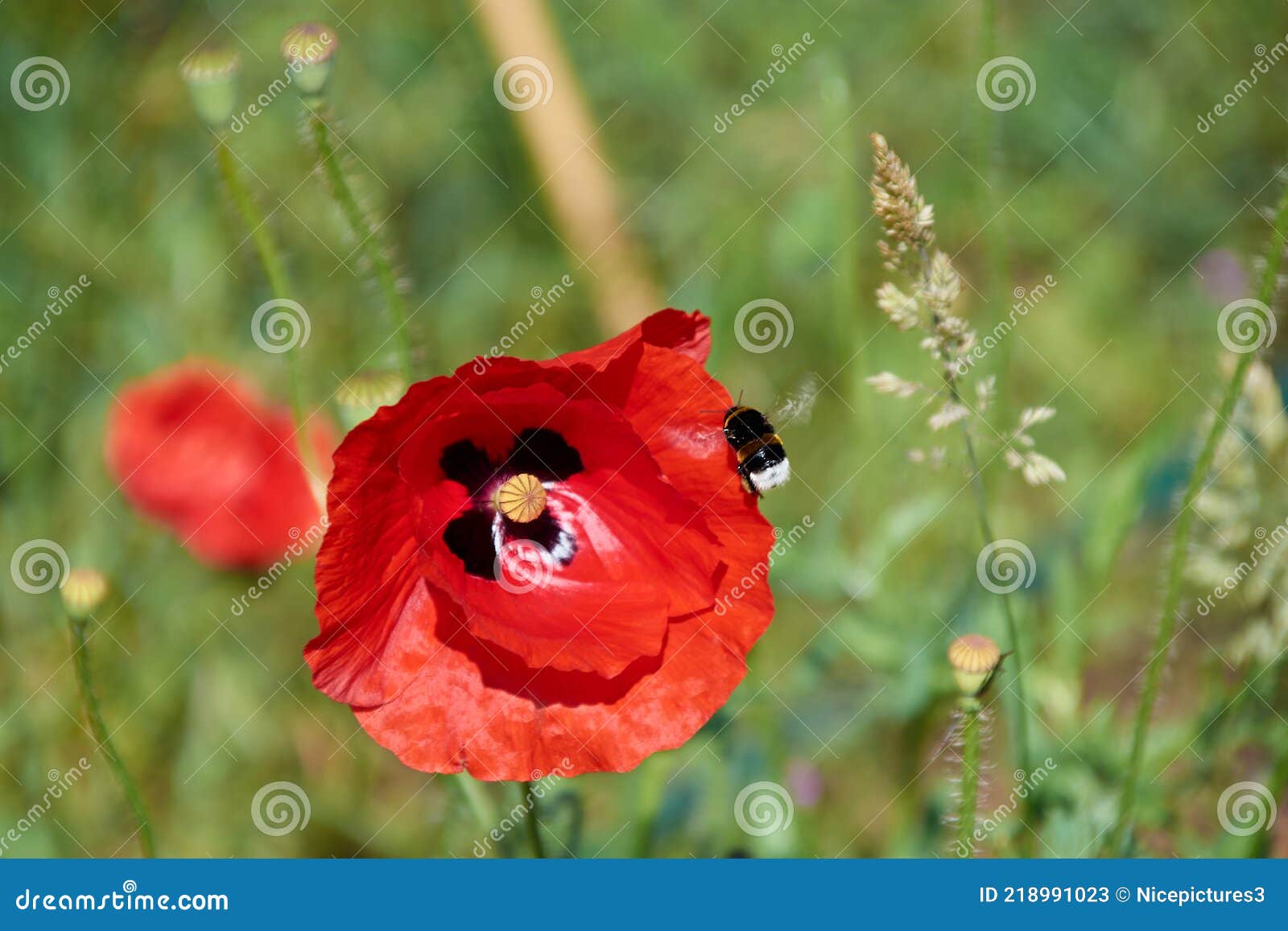 Royalty Free Images, Cartoons, Illustrations And Photos Designed By ...