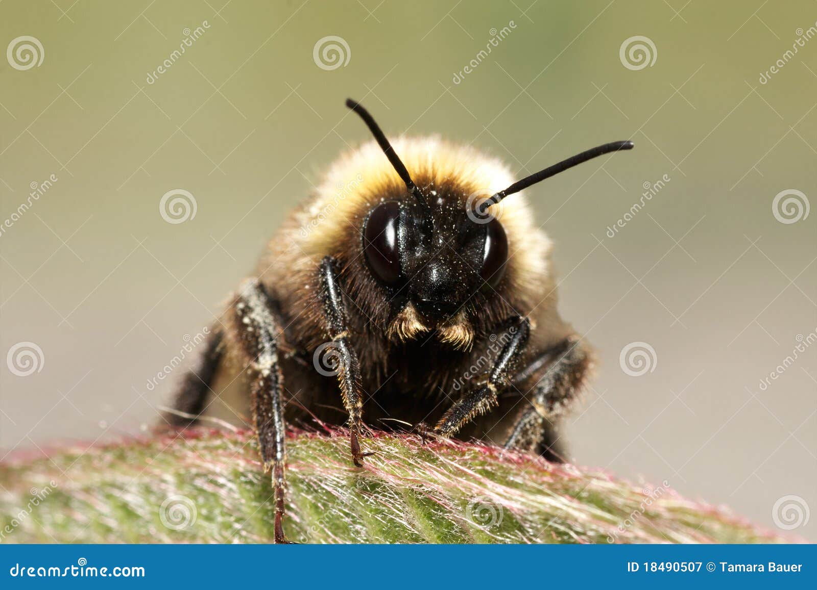 Bumble l'ape immagine stock. Immagine di pianta, giallo - 18490507