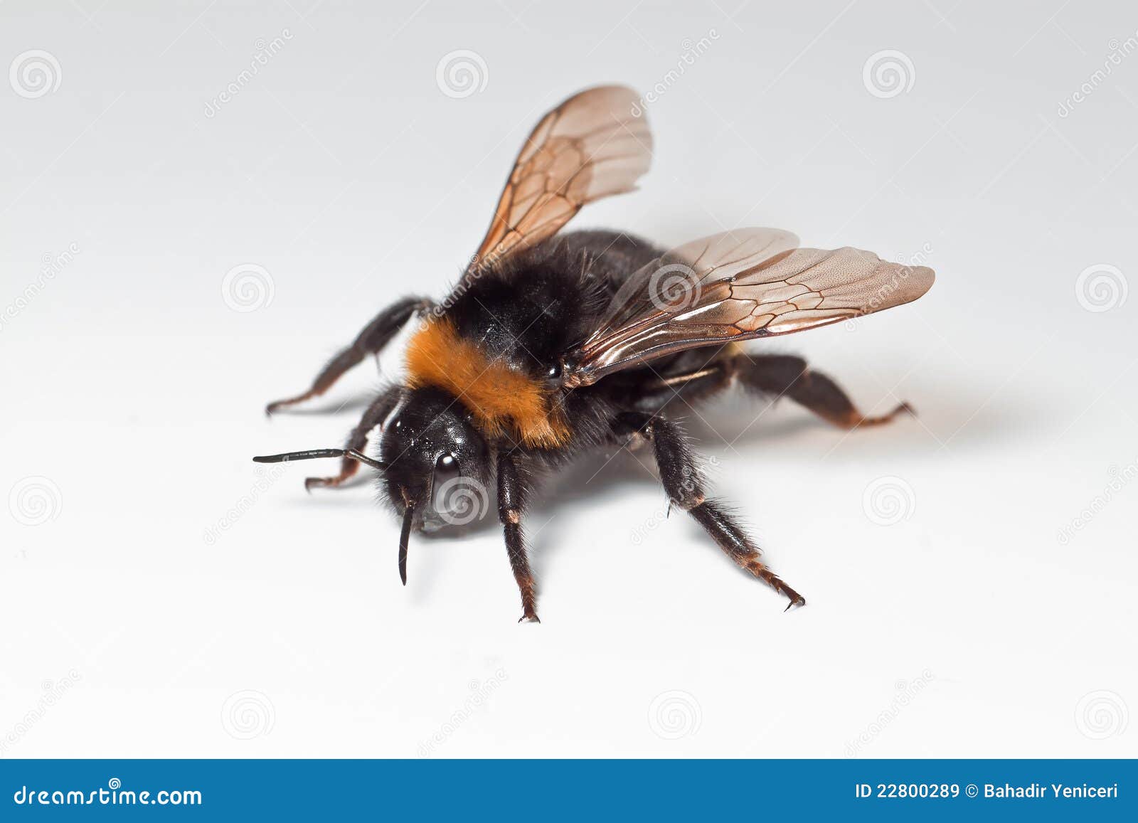 Bumble L'ape Con Le Ali Aperte Immagine Stock - Immagine di fiore, nero ...