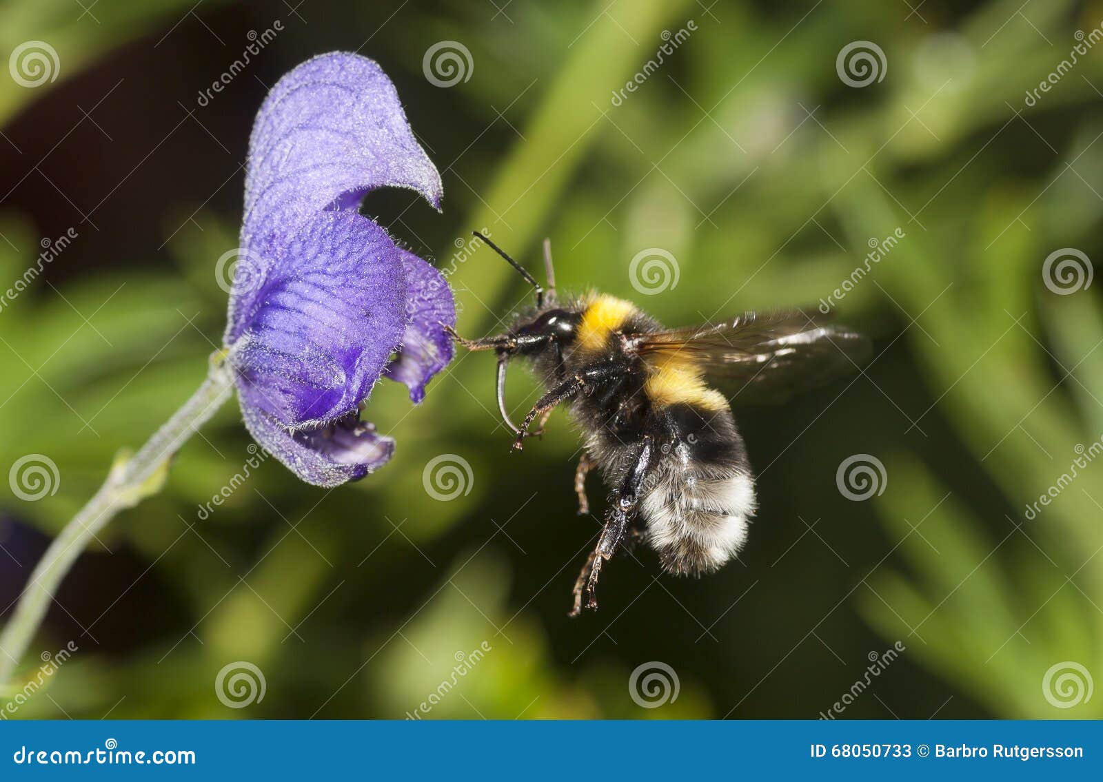Bumble L'ape Durante Il Volo Immagine Stock - Immagine di bombo, bombi ...
