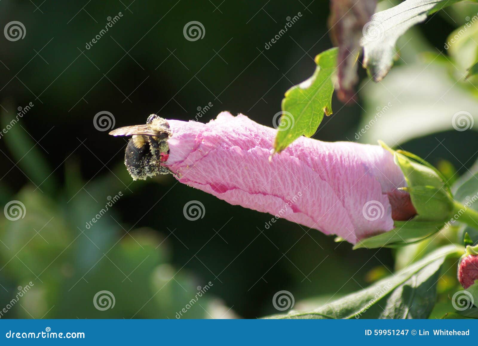 Bumble and Sharon stock image. Image of leaf, insect - 59951247