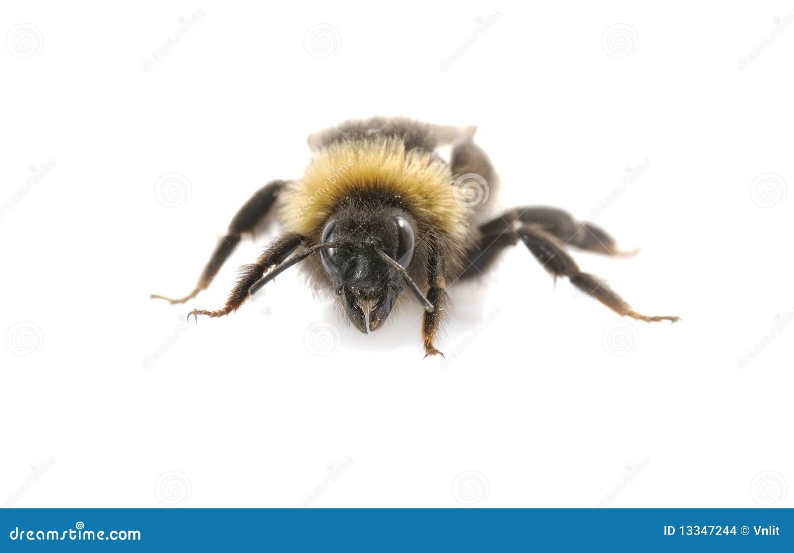 Bumblebee stock photo. Image of line, poisonous, danger - 13347244