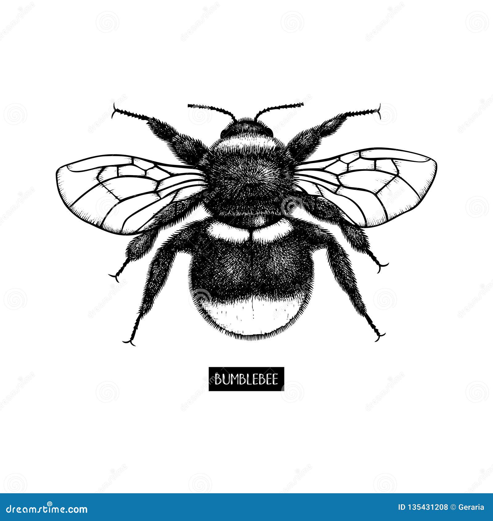 Vector Drawing of Bumlebee. Hand Drawn Insect Sketch Isolated on White ...