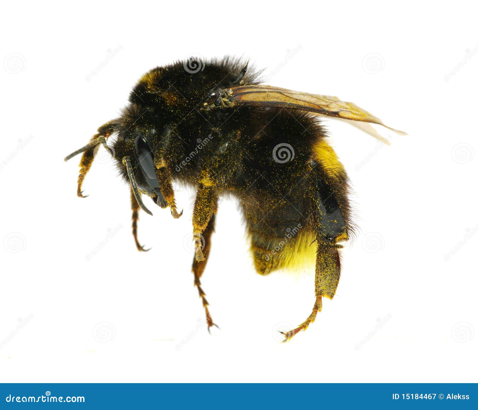 Bumblebee stock image. Image of isolated, nature, flying - 15184467
