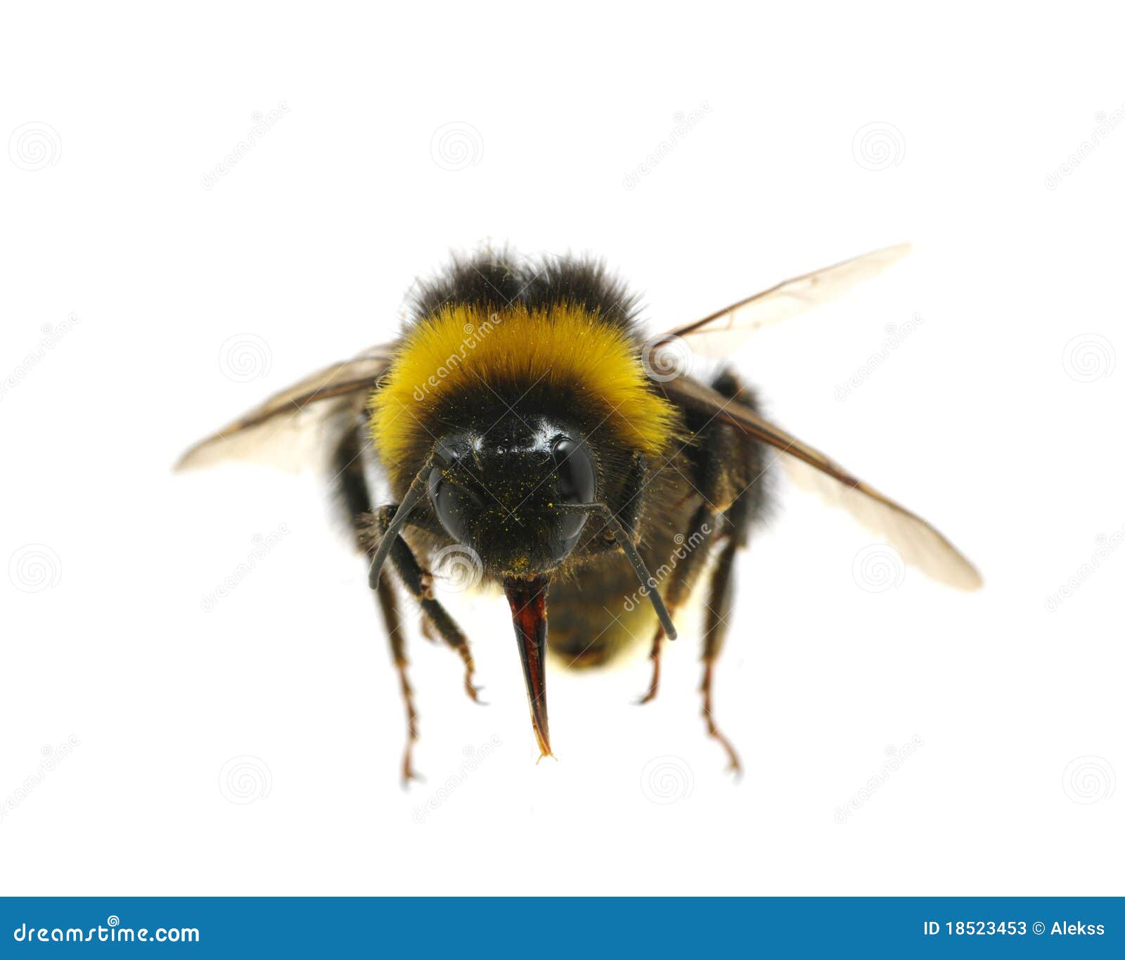 2,122 Worker Bumblebee Stock Photos - Free & Royalty-Free Stock Photos ...