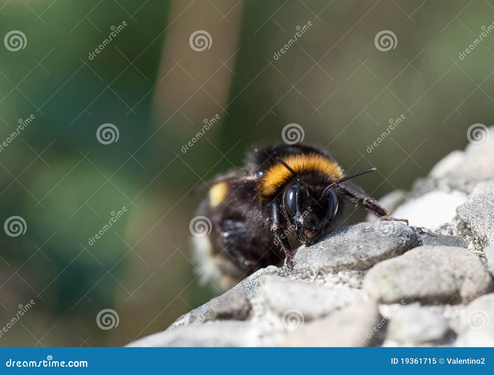 Bumblebee stock image. Image of nature, wildlife, closeup - 19361715