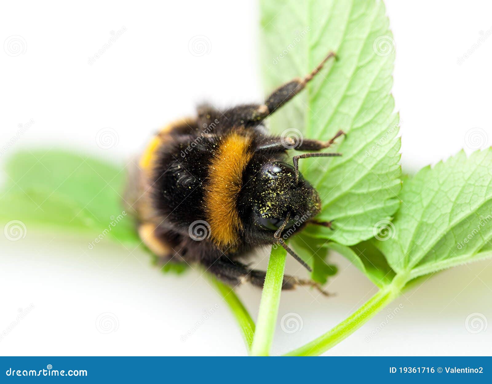 Bumblebee stock photo. Image of insect, closeup, pollinator - 19361716