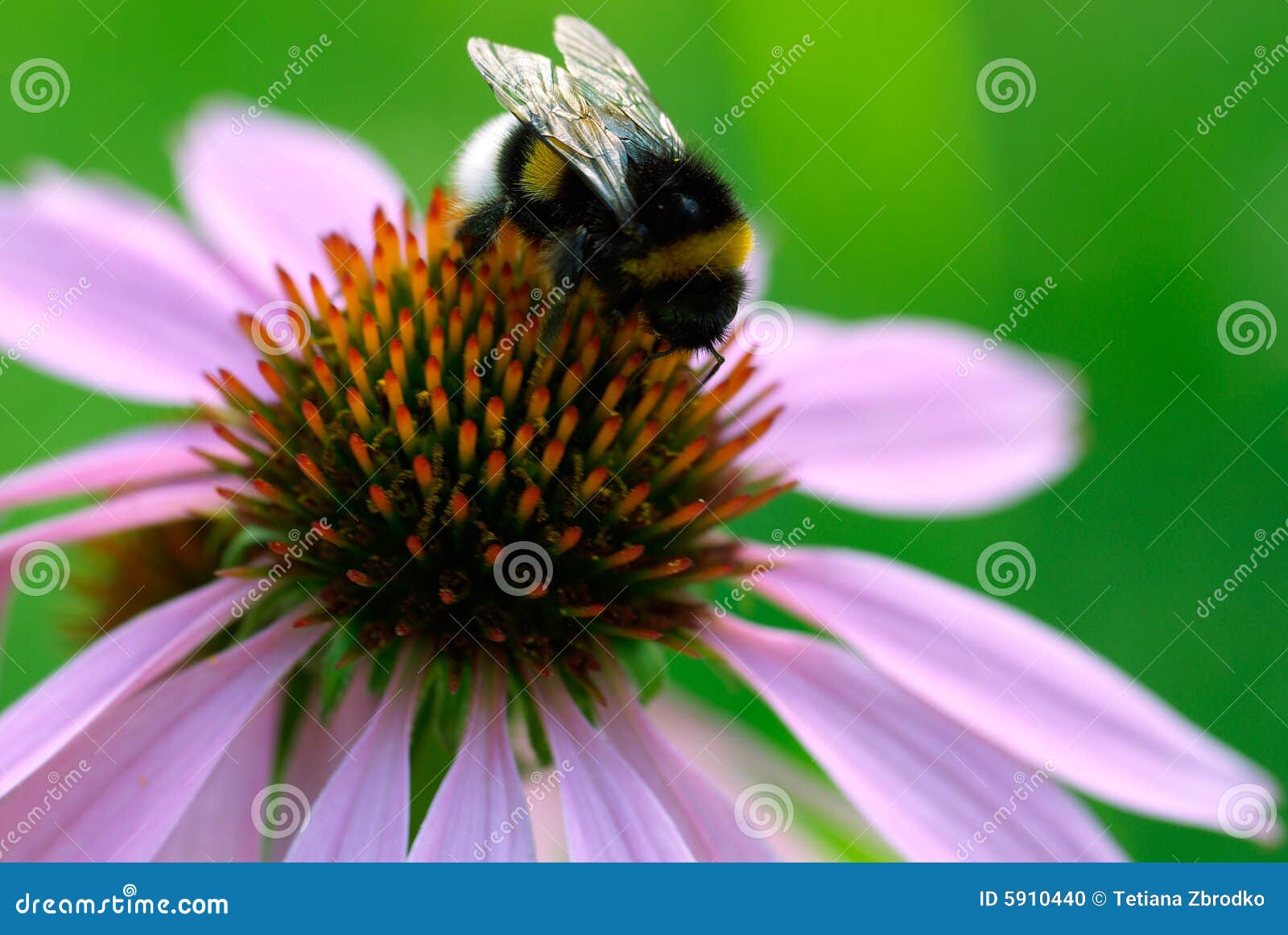 Bumblebee stock photo. Image of growth, blossom, bright - 5910440