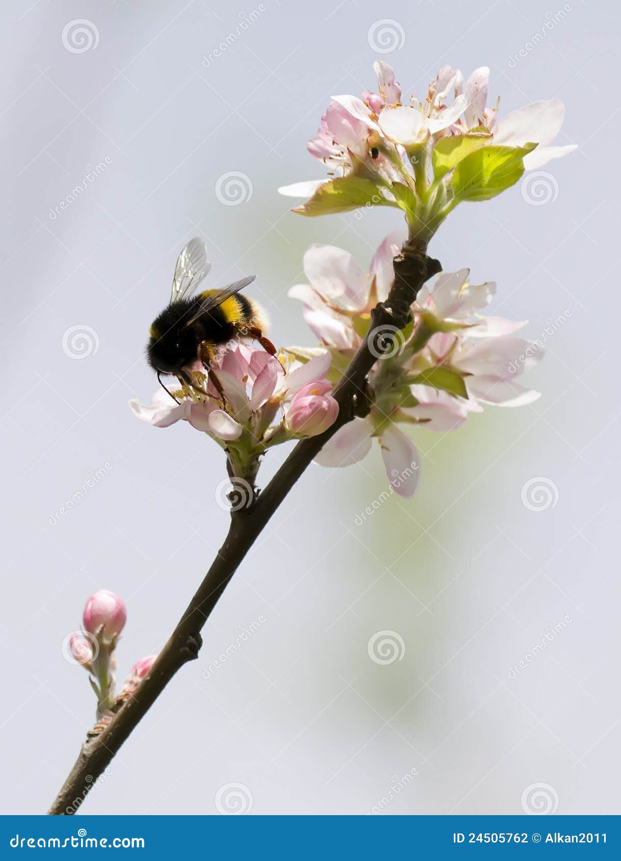 Bumblebee on apple flower stock photo. Image of spring - 24505762