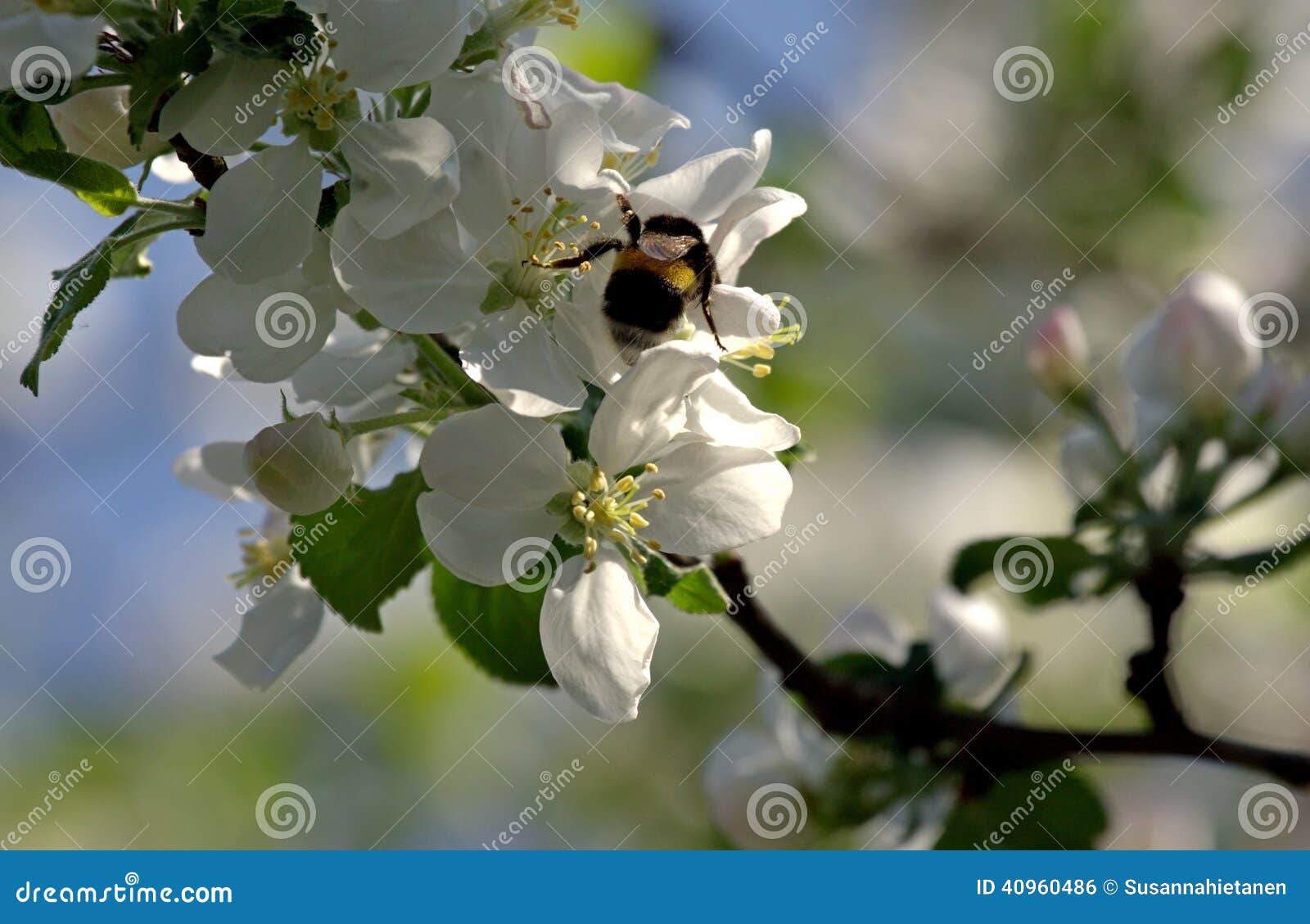 Bumblebee in Apple Tree Flower Stock Photo - Image of summer, animal ...
