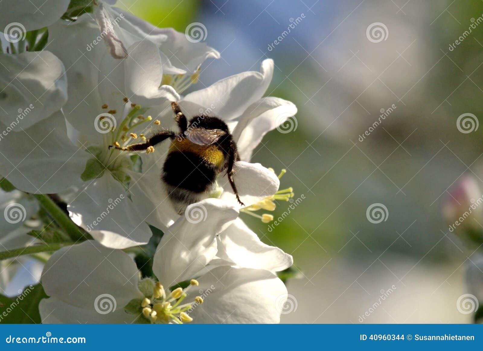 Bumblebee in Apple Tree Flowers Stock Photo - Image of climbing ...
