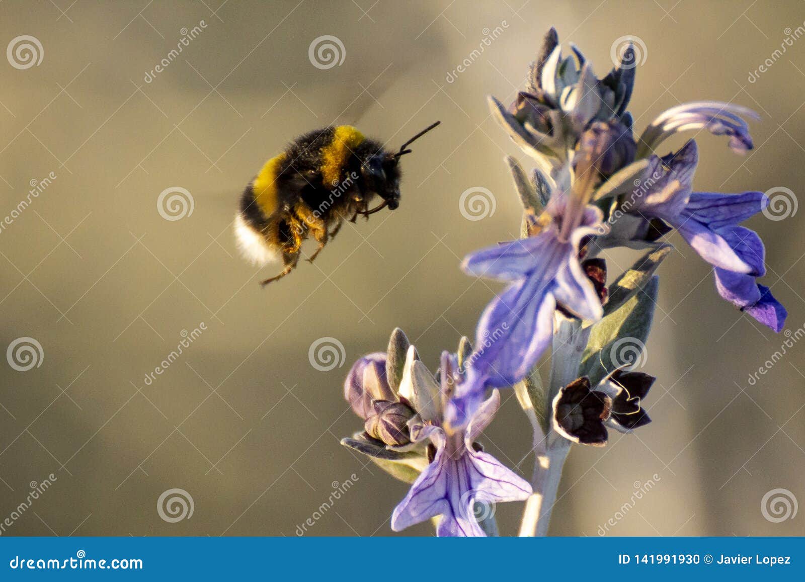 Bumblebee Approaching a Purple Flower in Spring Stock Photo - Image of ...