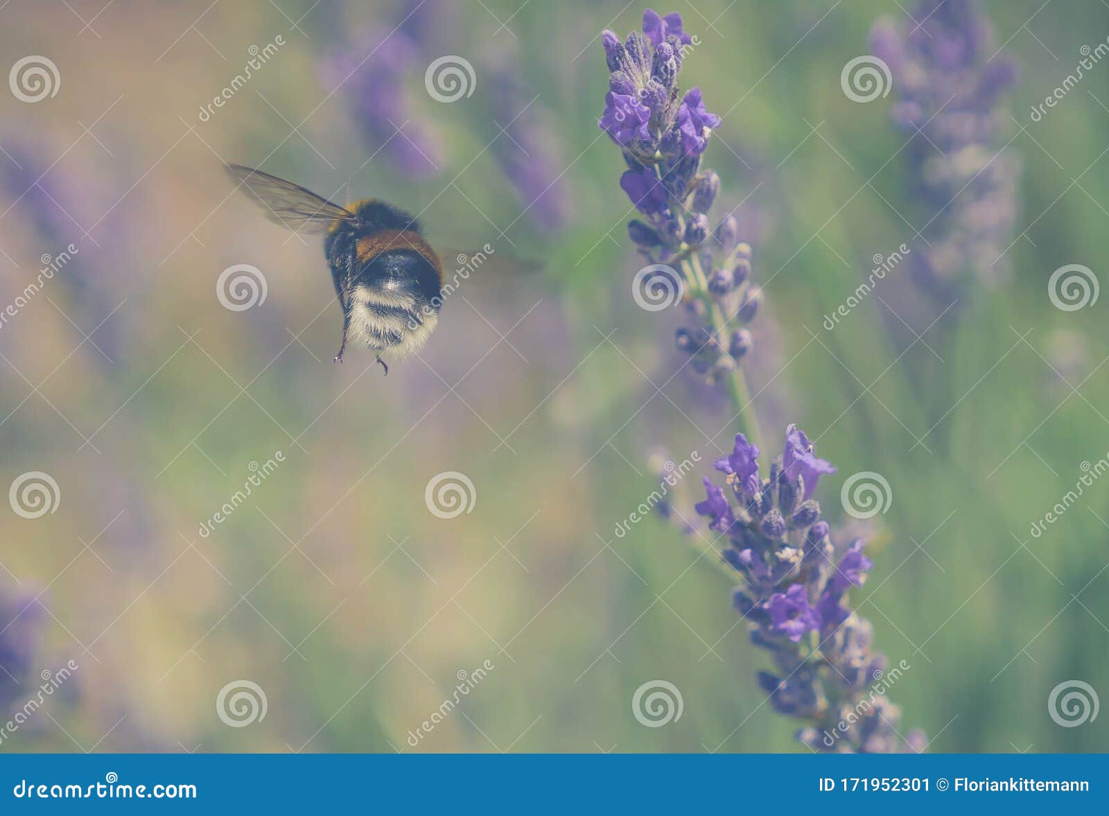Bumblebee from backside stock image. Image of garden - 171952301