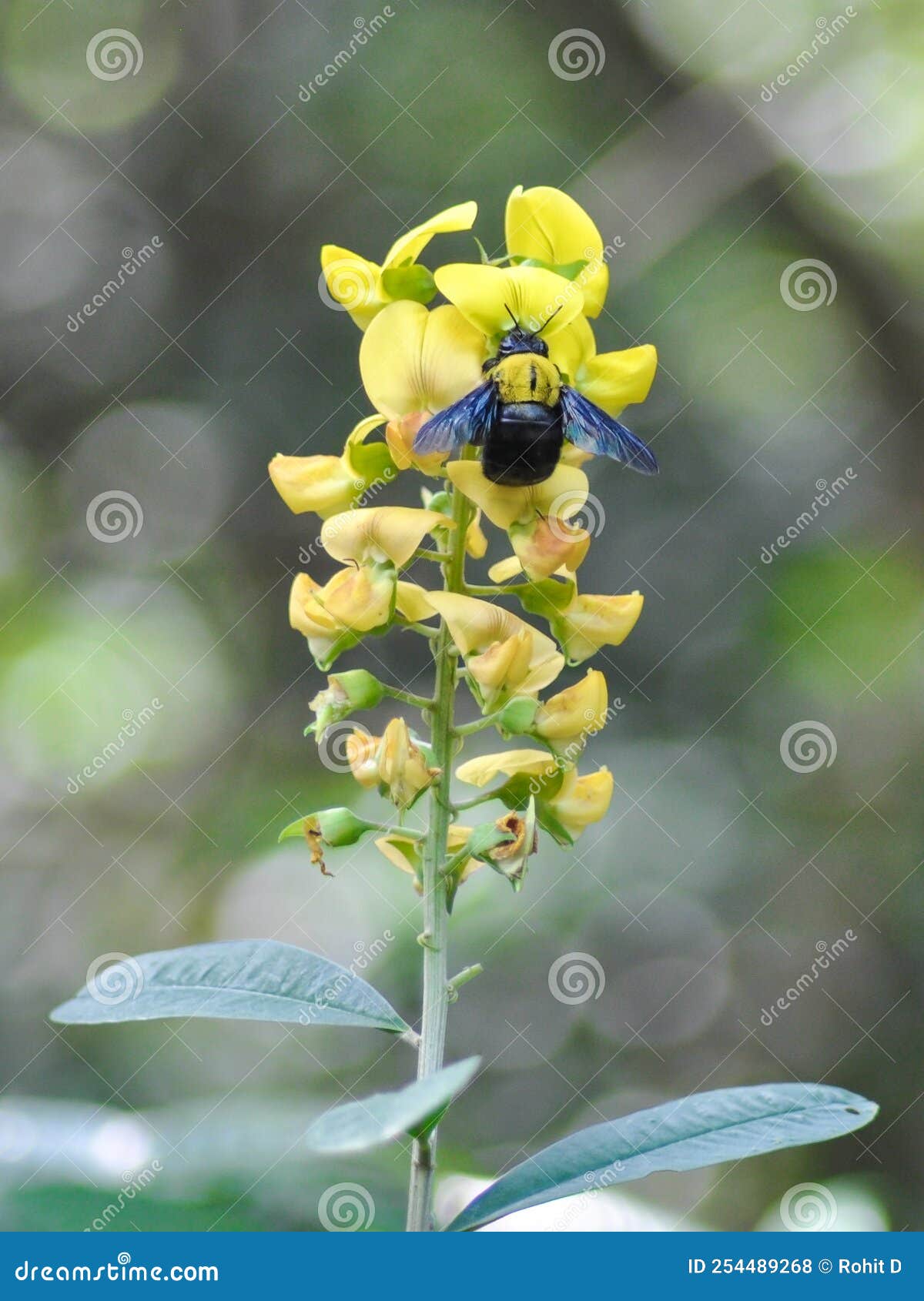 Bumblebee or bhavra stock photo. Image of food, bhavra - 254489268