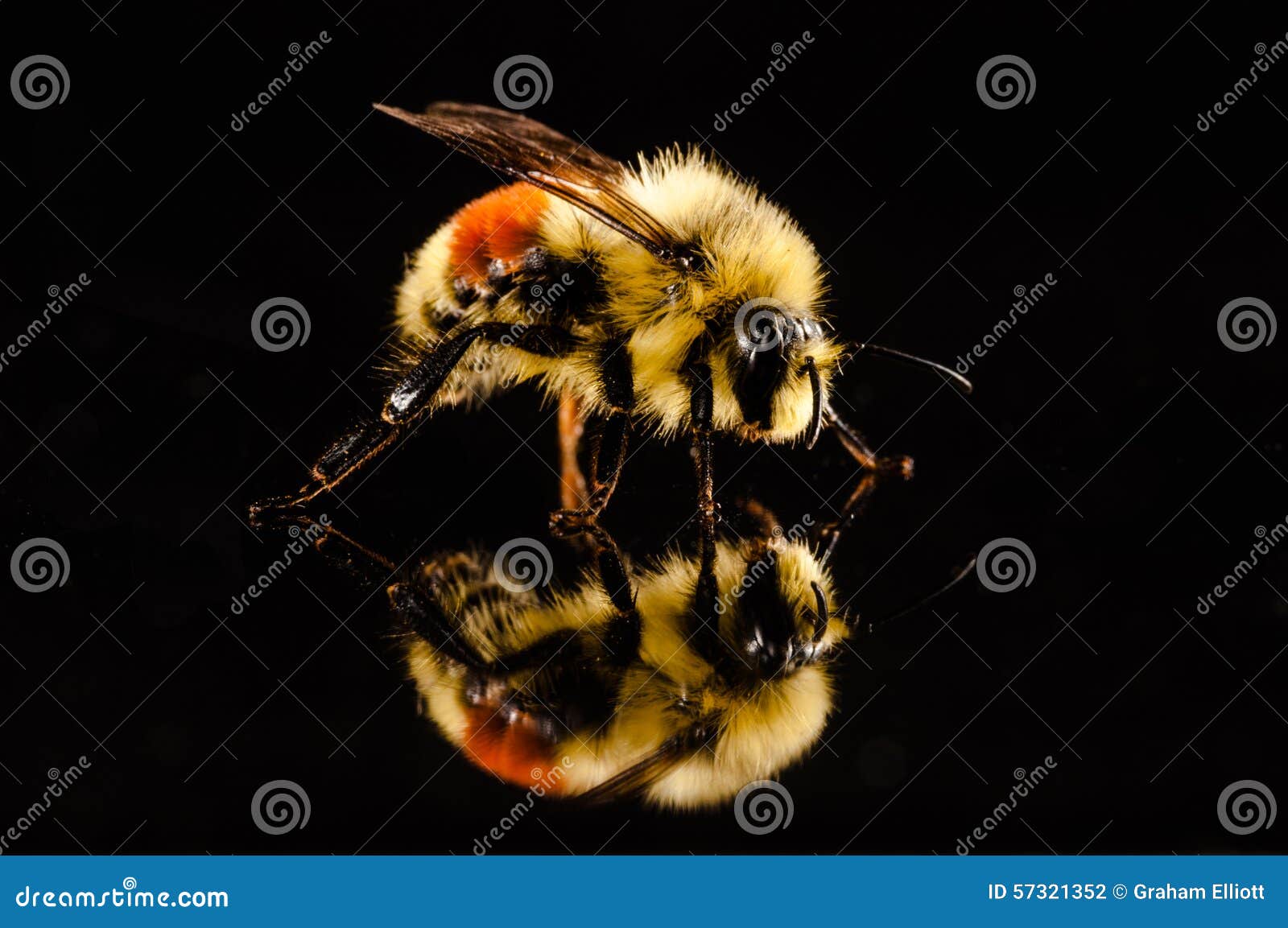 Bumblebee on Black with Reflection Stock Photo - Image of insect ...