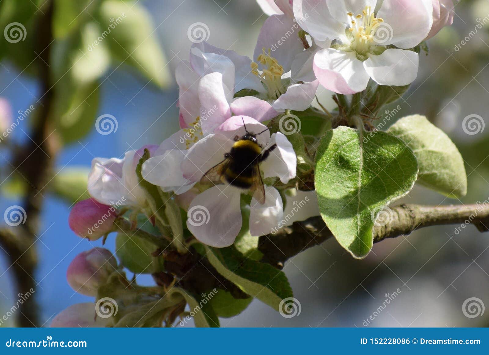 Bumblebee in a Blooming Apple Tree Stock Photo - Image of bumblebee ...