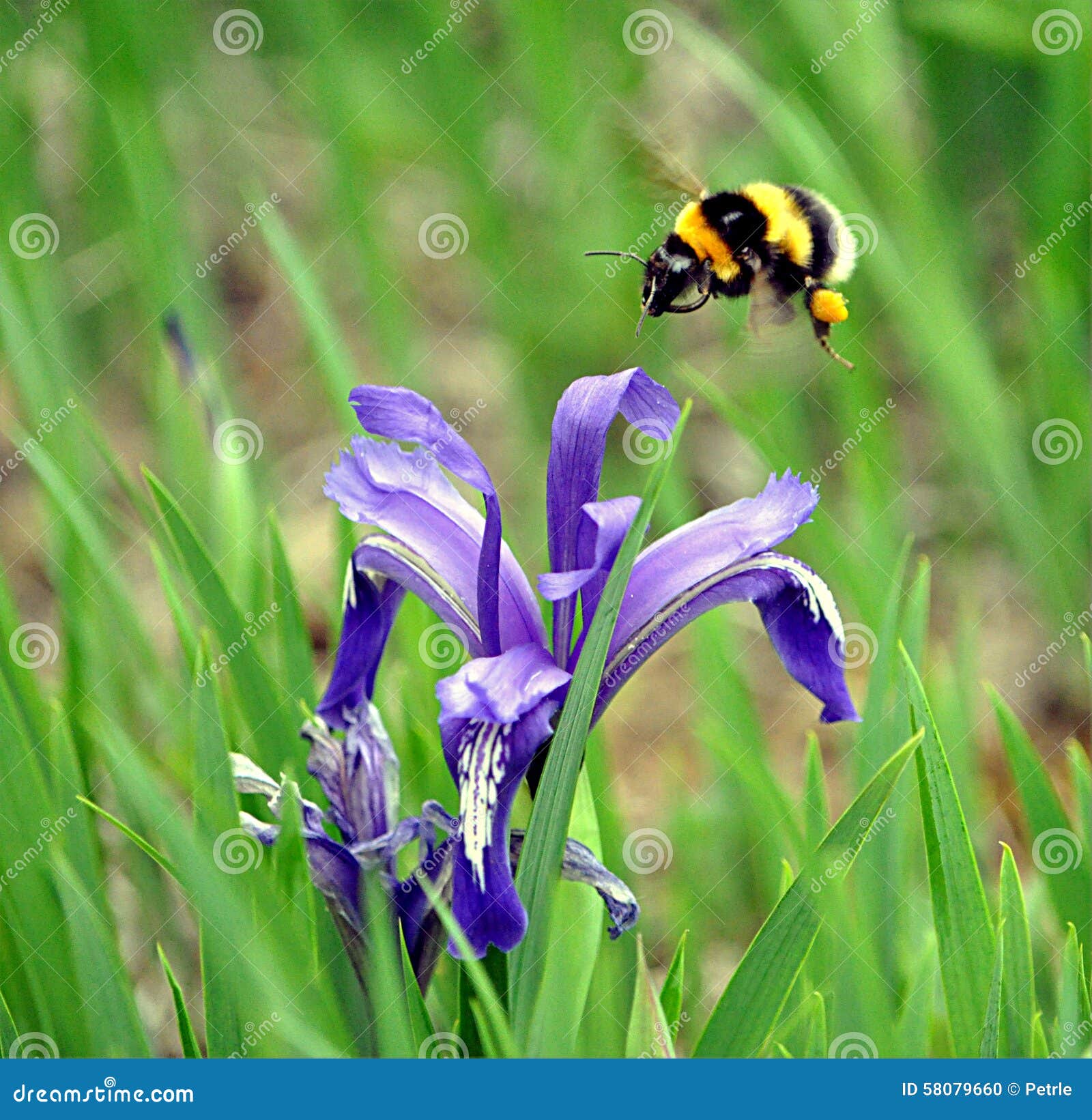 Bumblebee and Blue Flowers Bloomed Stock Photo - Image of background ...