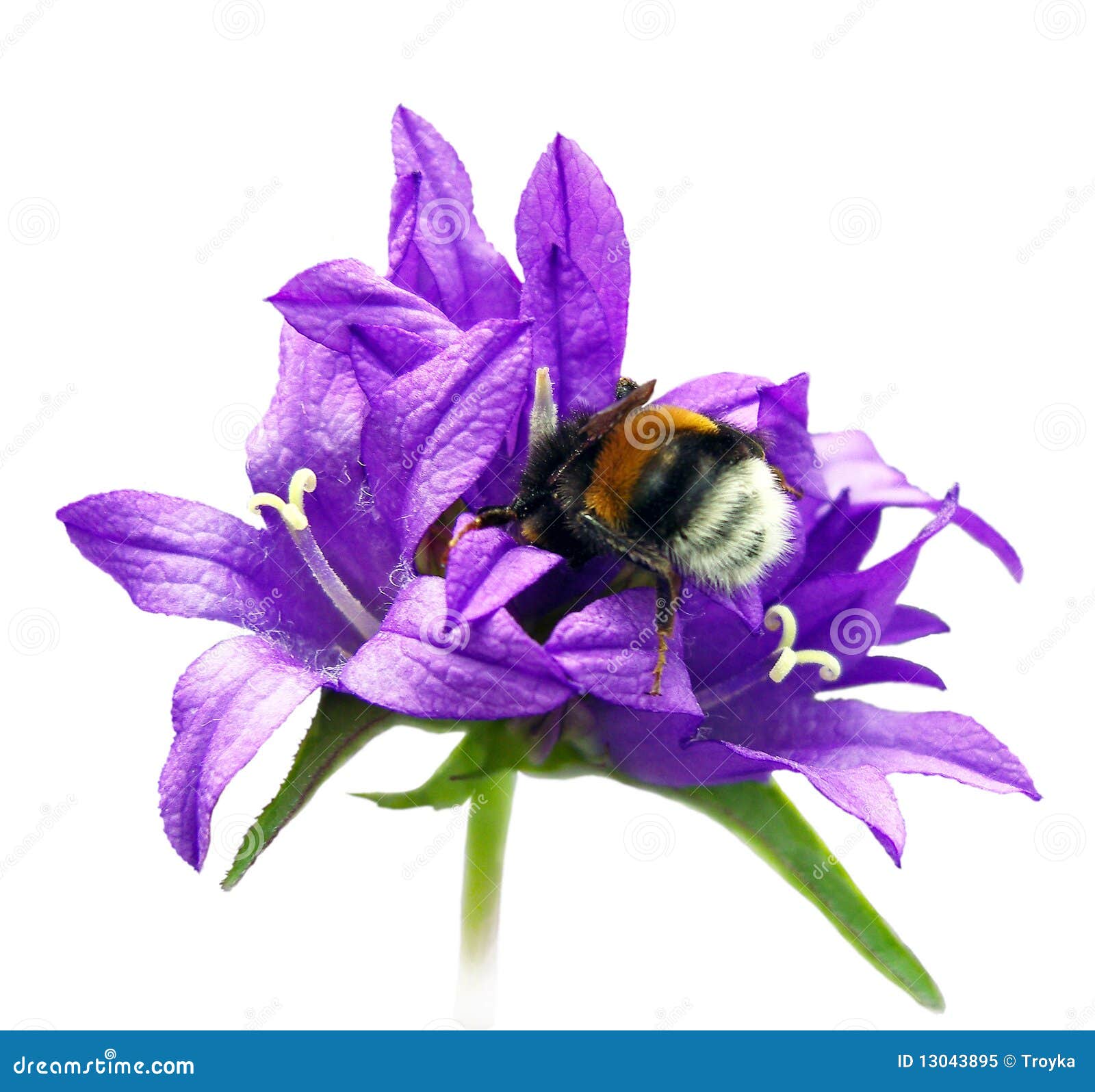 Bumblebee on bluebell. stock image. Image of bumblebee - 13043895