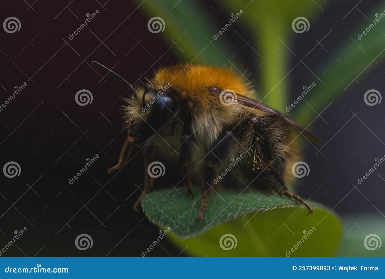 Bumblebee,Bombus (Pyrobombus) Hypnorum Resting on a Leaf Stock Image ...