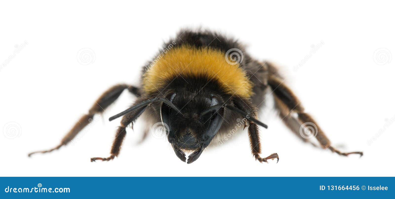 Bumblebee / Bombus Terrestris Stock Photography | CartoonDealer.com ...
