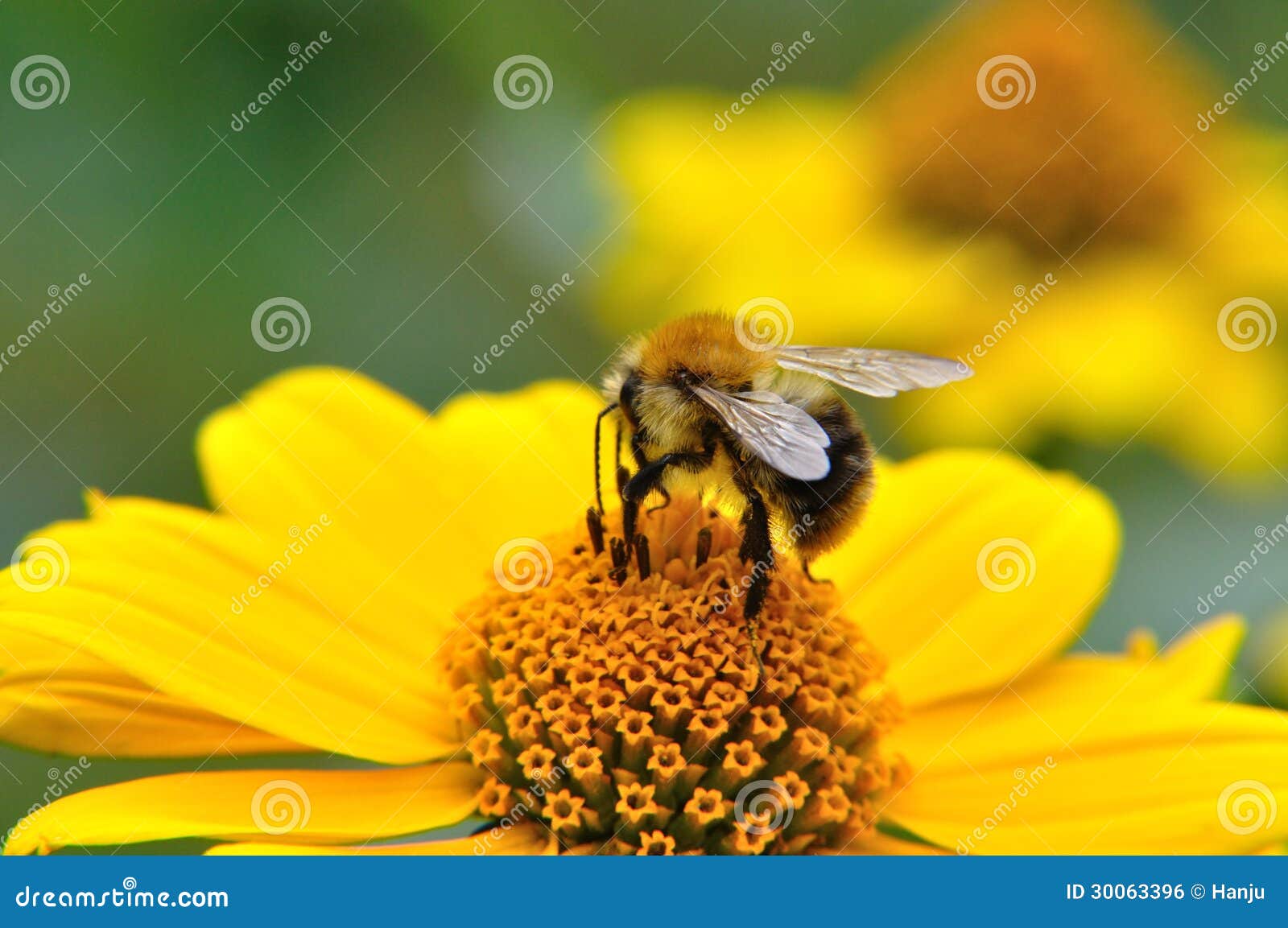 Bumblebee stock photo. Image of crawl, insekt, bloom - 30063396