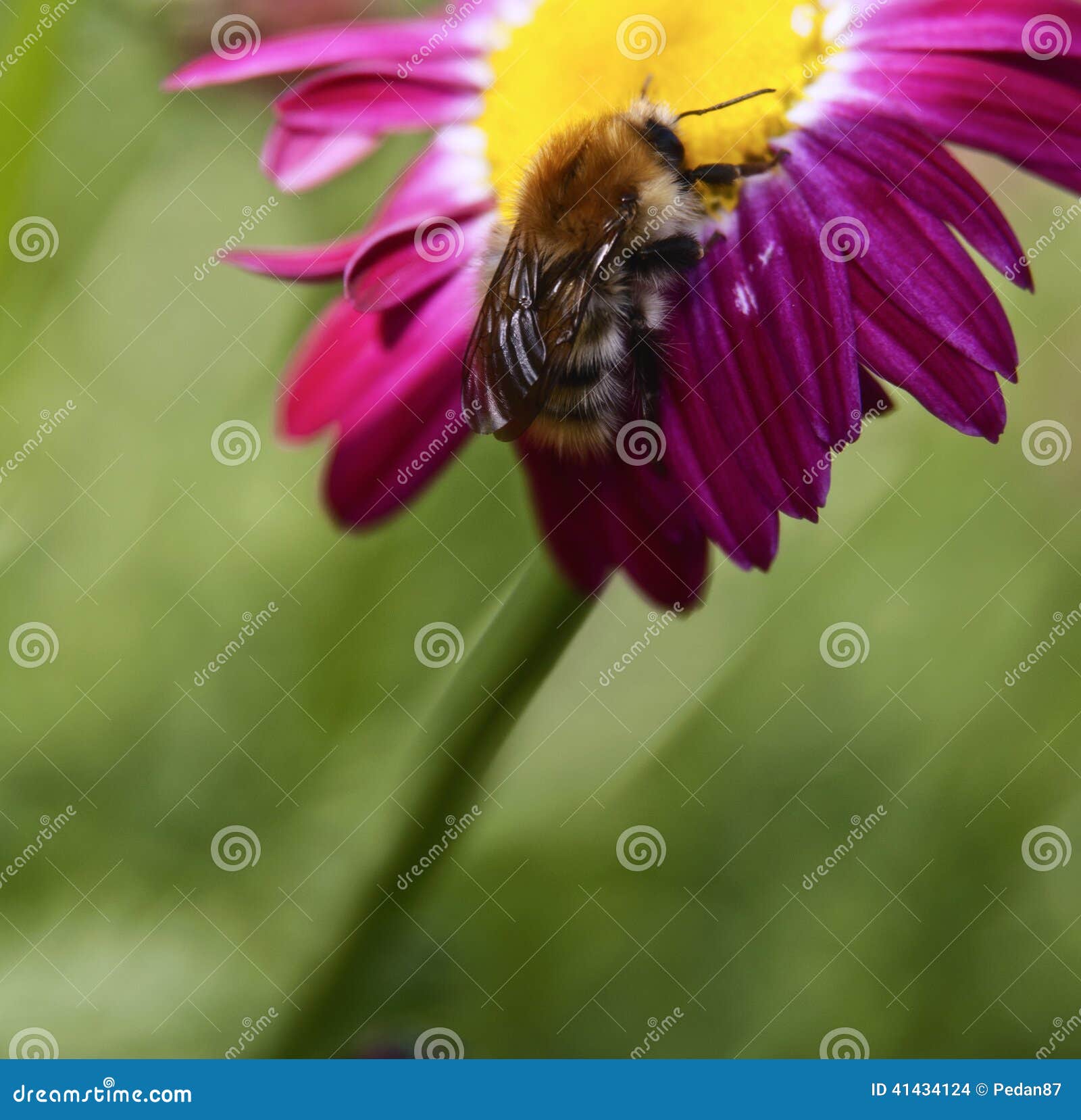 Bumblebee on a Bright Pink Flower. Stock Photo - Image of wildlife ...