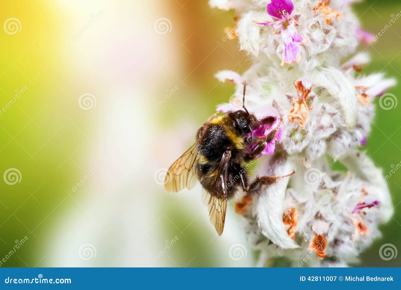 Bumblebee or Bumble Bee Loading Pollen on the Flower Stock Image ...