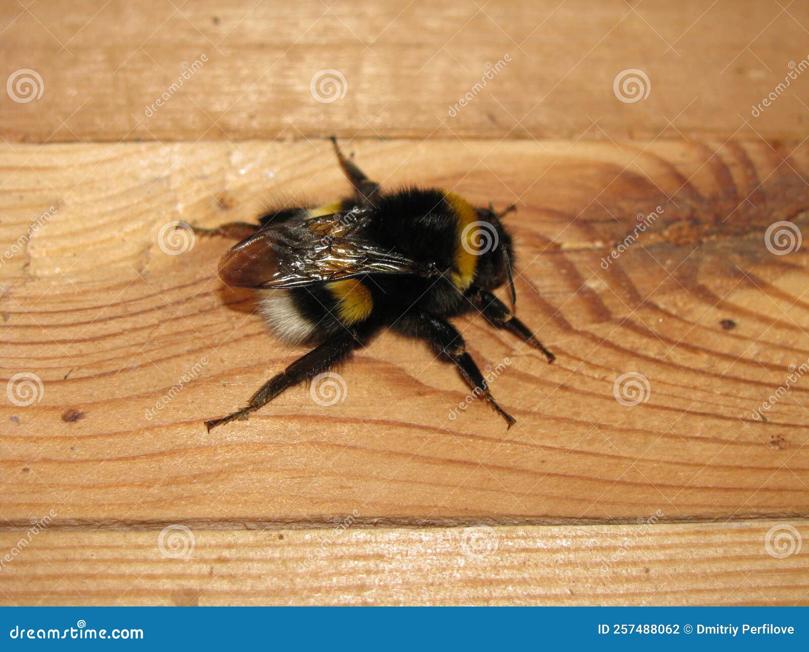 Bumblebee stock photo. Image of pollen, pollinator, wasp - 257488062
