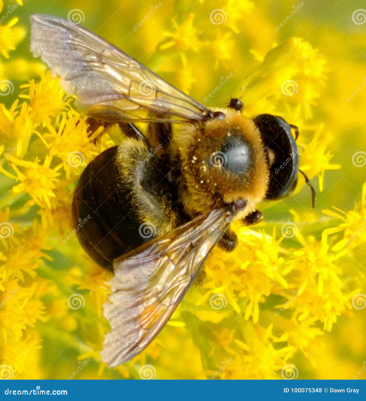 Bumble Bee on Yellow Flowers Stock Photo - Image of pollination ...