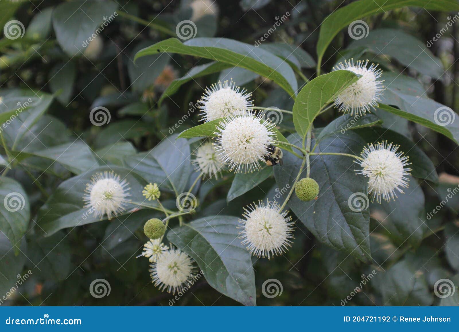 Bumblebee on a Buttonbush stock photo. Image of herb - 204721192