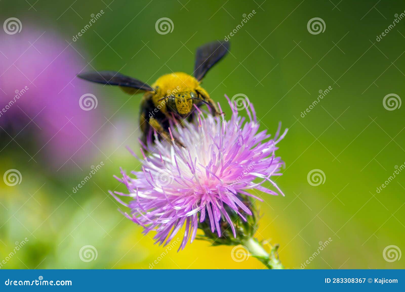 Bumblebee Buzz: Capturing Insects on Flowers through Macro Photography ...