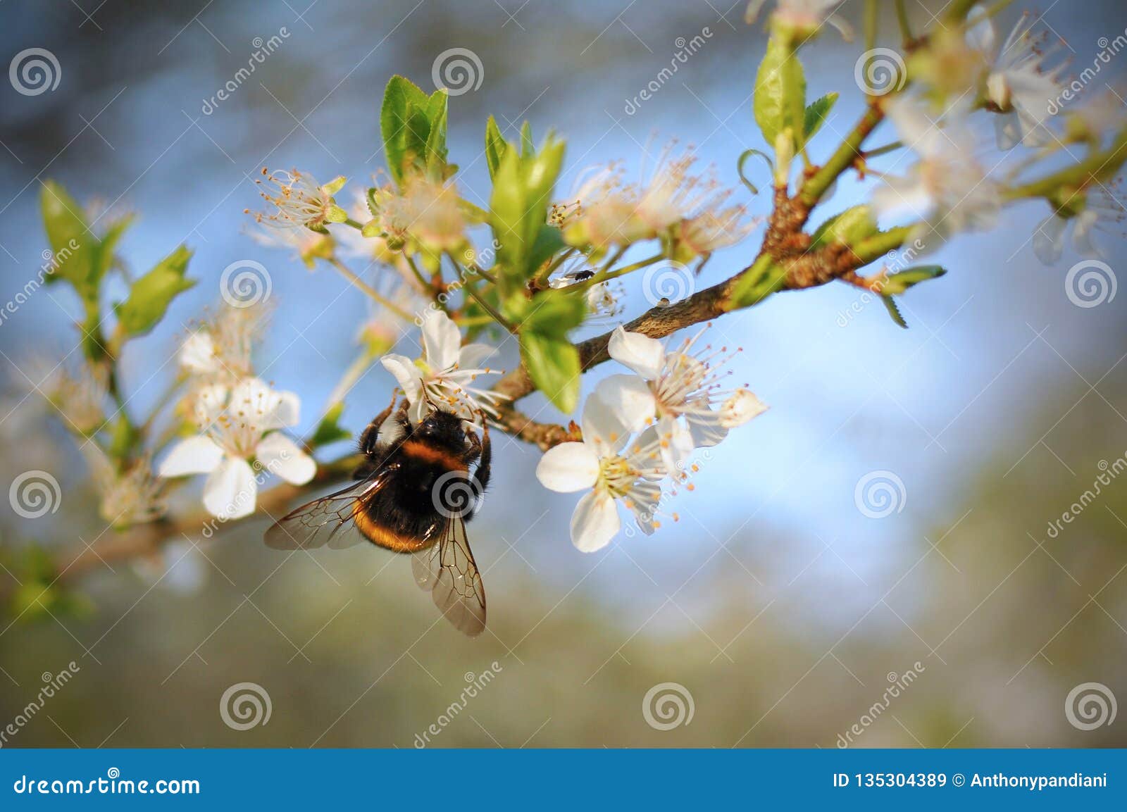 Bumblebee on a Cherry Blossom Tree in Spring Stock Image - Image of ...