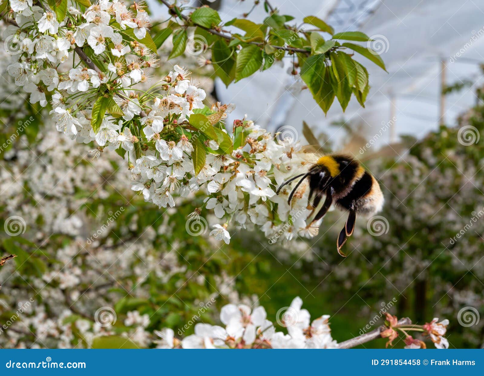 Bumblebee And Cherry Blossoms Royalty-Free Stock Image | CartoonDealer.com #36971590