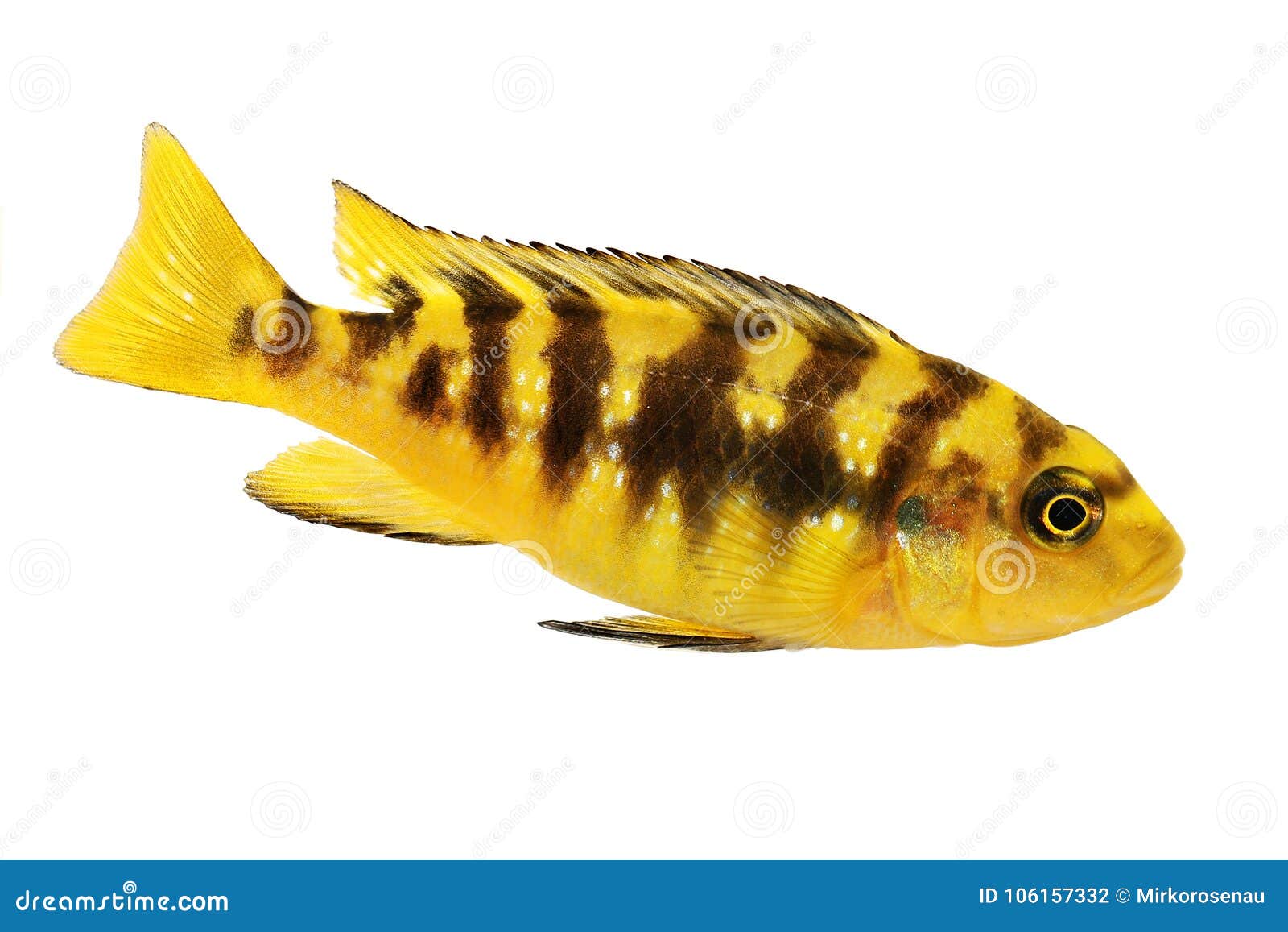Bumblebee Cichlid Pseudotropheus Crabro Tropical Aquarium Fish Royalty ...