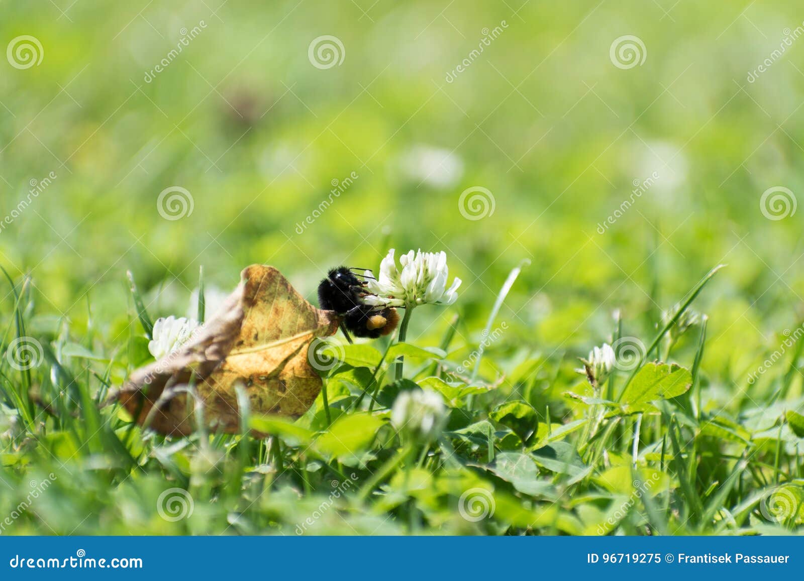 Bumblebee Climbing on a Flower Stock Image - Image of leaf, closeup ...