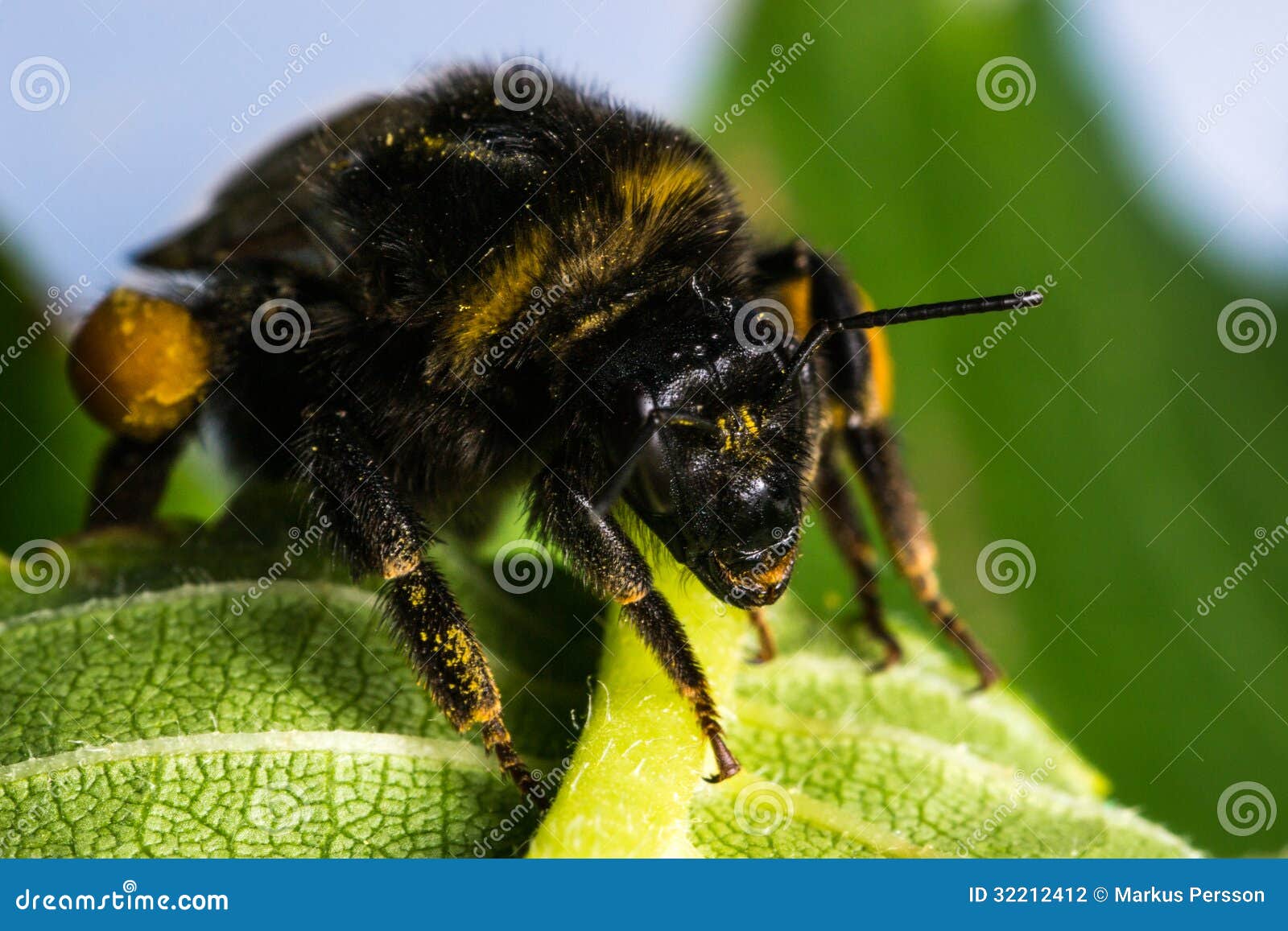 Bumblebee / Bombus Terrestris Stock Photo - Image of terrestris ...