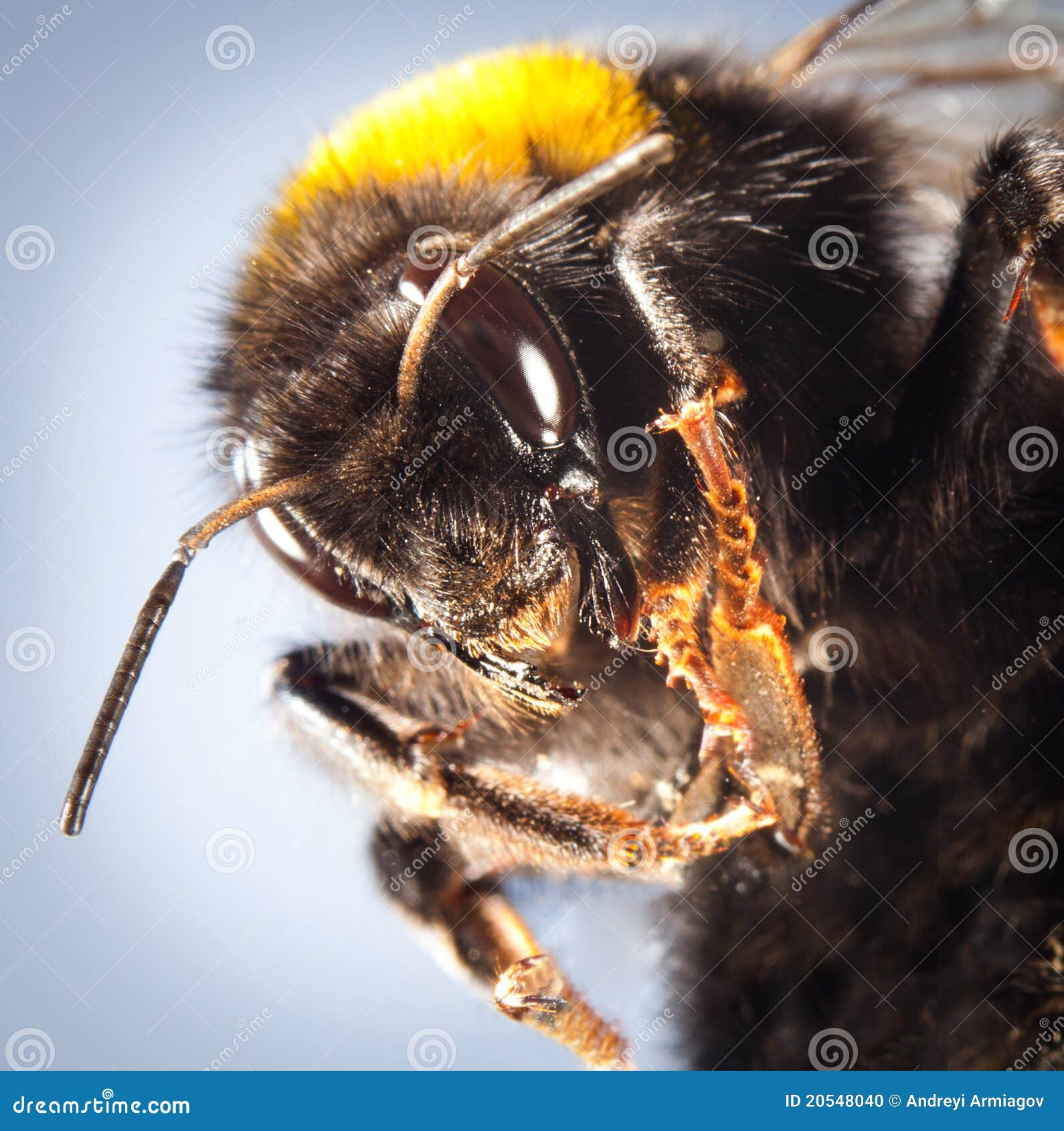 Bumblebee close up stock photo. Image of yellow, feeler - 20548040