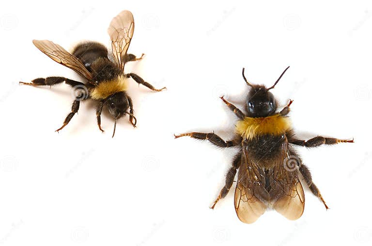 Bumblebee close-up stock image. Image of insects, poisonous - 3382555