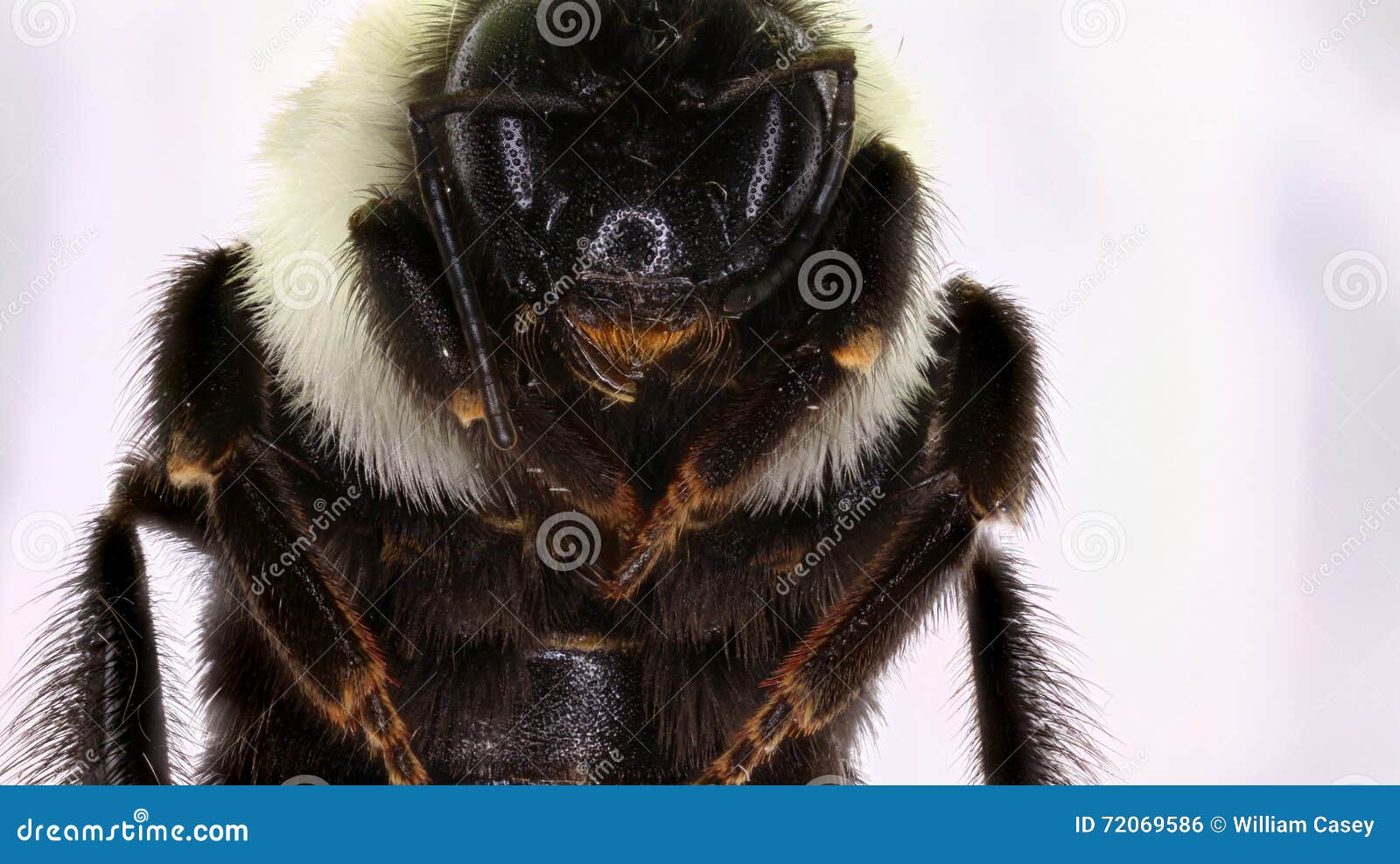 Bumblebee stock photo. Image of adult, bumble, macro - 72069586