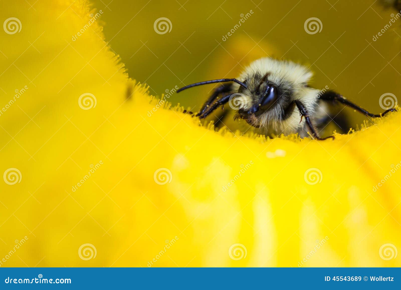 Bumblebee close up stock image. Image of wild, bumblebee - 45543689