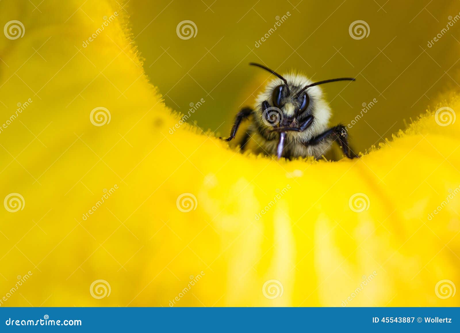 Bumblebee close up stock image. Image of green, bumblebee - 45543887