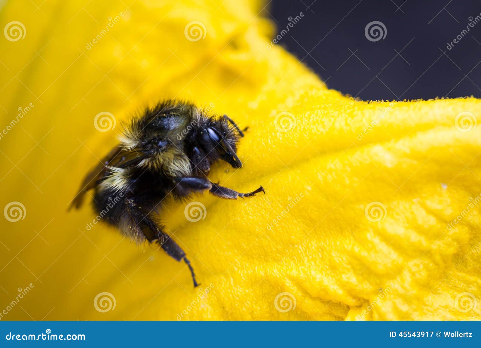 Bumblebee close up stock image. Image of pollinate, color - 45543917