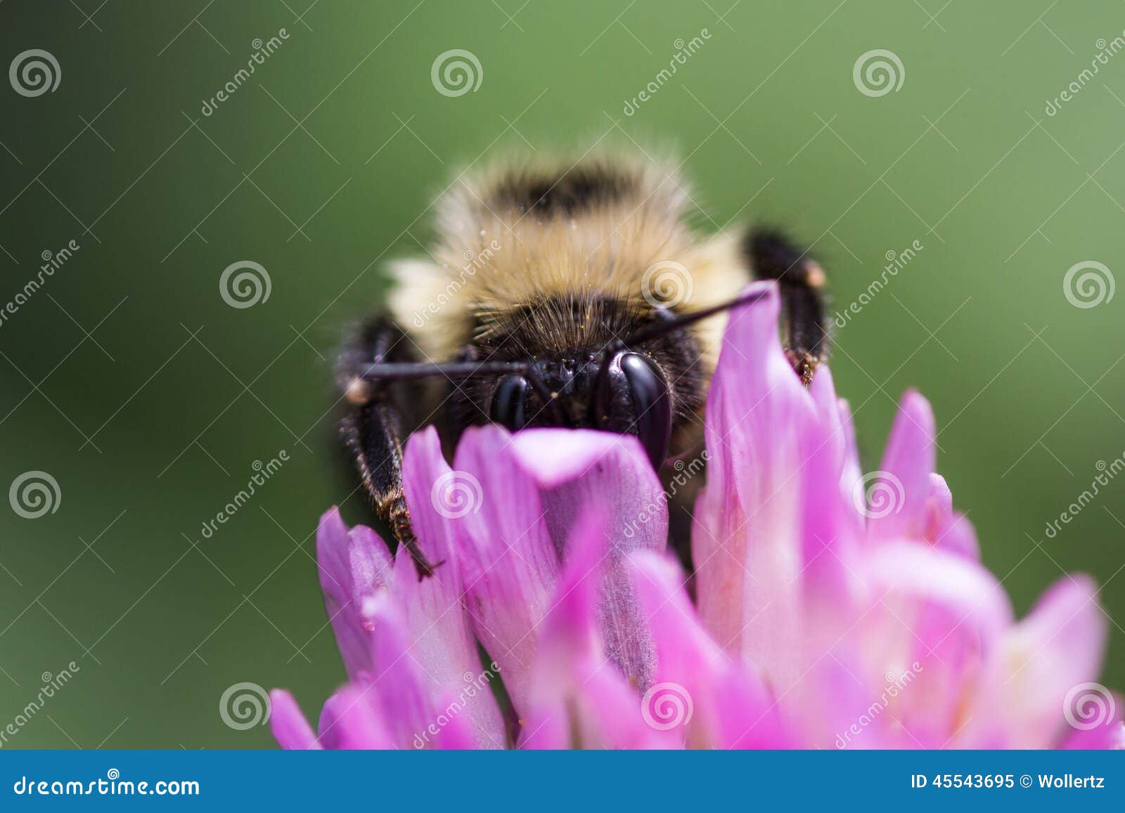 Bumblebee close up stock image. Image of bumble, macro - 45543695