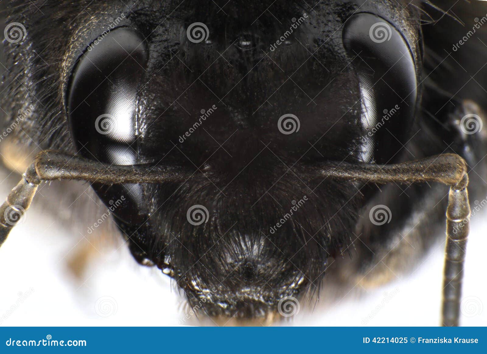 Bumblebee stock image. Image of bumblebee, head, close - 42214025