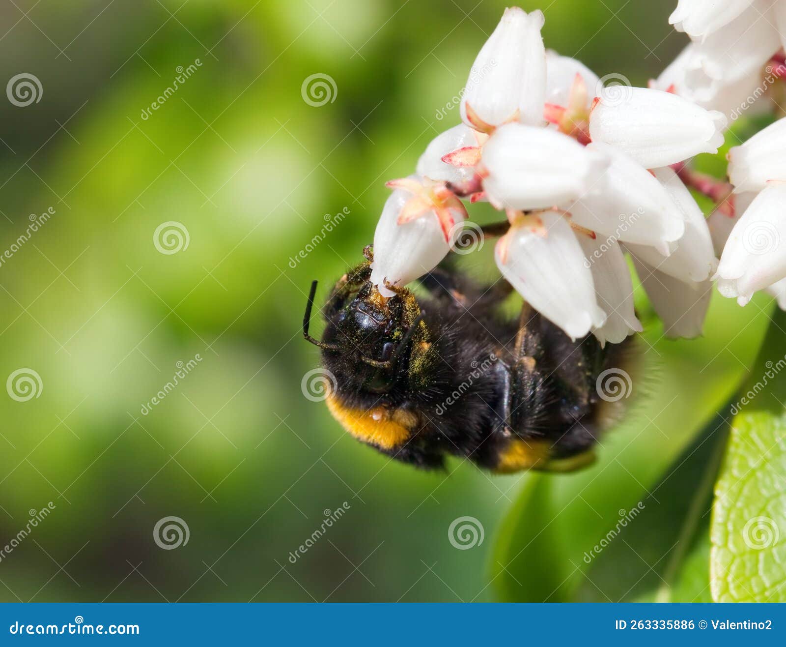 Bumblebee stock photo. Image of wildlife, summer, closeup - 263335886