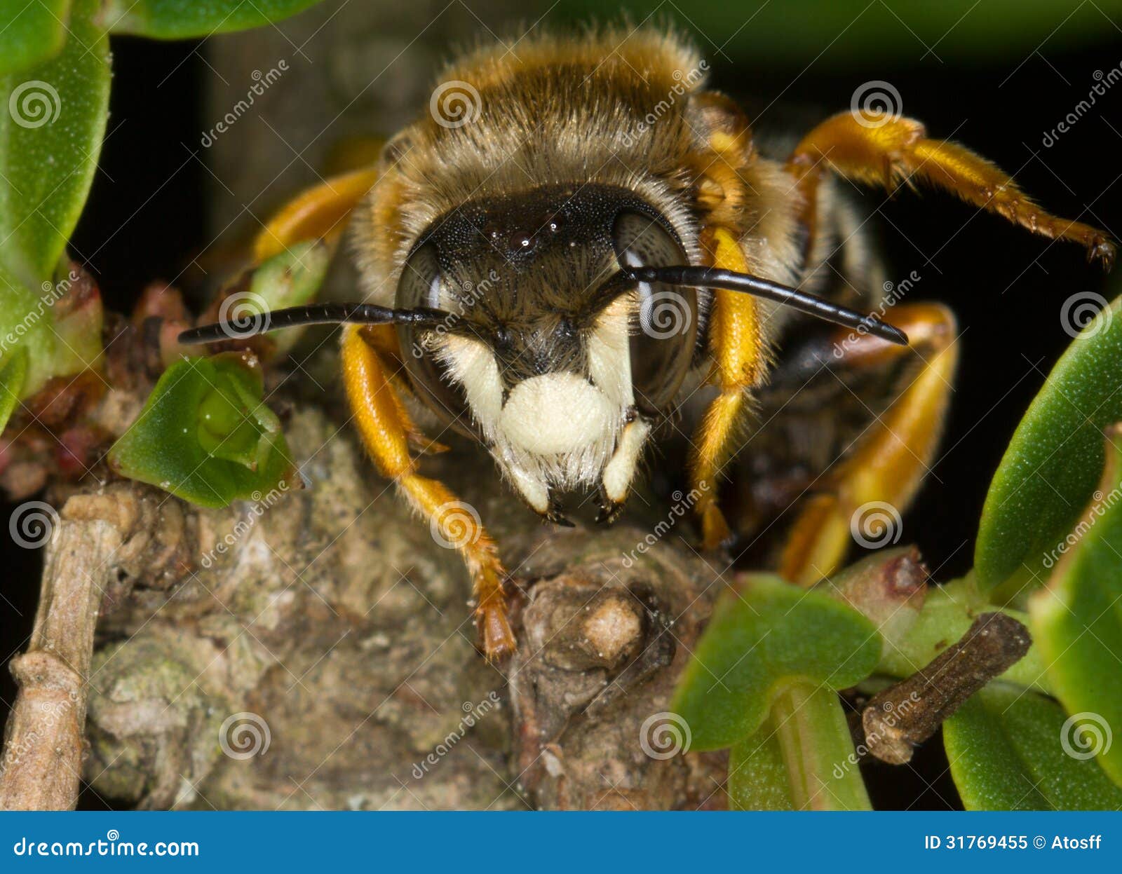 Bumblebee closeup. stock image. Image of conservation - 31769455